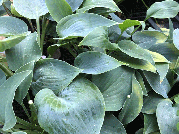 Funkiagårdens webbutik - Välj mellan 100 sorters gröna sköna hostor ...